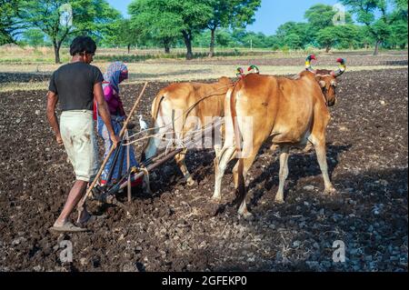 Indian farmer couple plowing wheat fields with a pair of oxen using ...