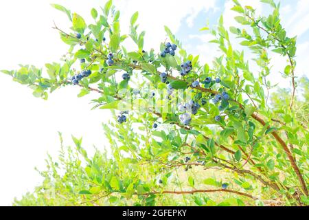 Blueberry plantation, field in the farm in Samegrelo, Georgia Stock ...