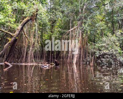 Magic Amazonia. Trees in the water in the rainforest during high water ...