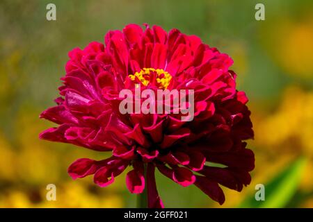 A closeup shot of a red Zinnia flower with a yellow pistil isolated on ...