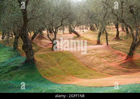 He extended networks for the Olive harvest in late fall Stock Photo - Alamy