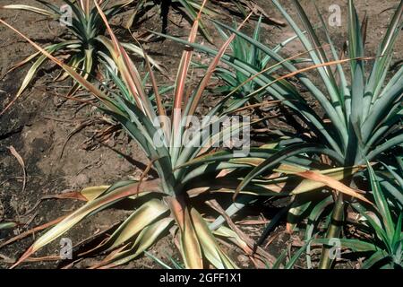 Heart rot (Phytophthora nicotianae var. parasitica) yellowing ...