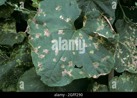 Cucurbit angular leaf spot (Pseudomonas syringae pv lachrymans) lesions ...