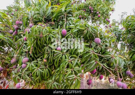 A mango tree, Mangifera indica, loaded with fruit in Independence Plaza ...