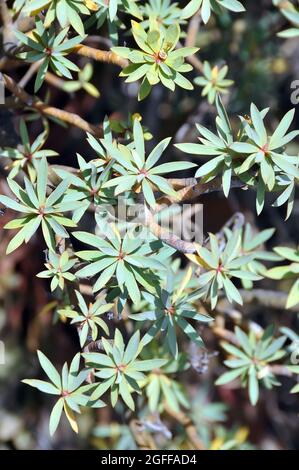 Balsam spurge Euphorbia balsamifera Stock Photo - Alamy