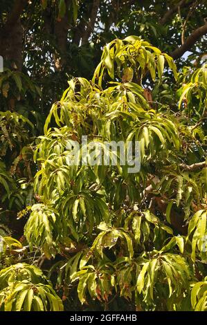 Mango tree, Manguier, Mangifera indica, mangó, Fulidhoo Island, Maldive ...