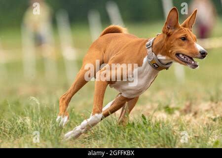 Basenji dog training coursing runs across the field Stock Photo - Alamy