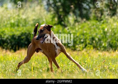 azawakh running lure coursing competition on green field Stock Photo ...