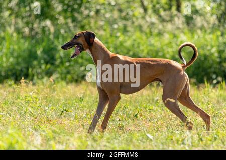azawakh running lure coursing competition on green field Stock Photo ...