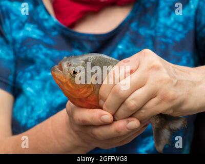 Big catch, big fish: The Amazon river supplies the locals with fresh ...