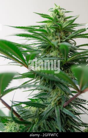 Nice Cannabis plants in macro shot with nice trichomes in flowering ...