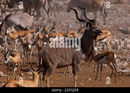 Male kudu antelope, springboks and zebras at Okaukuejo waterhole ...