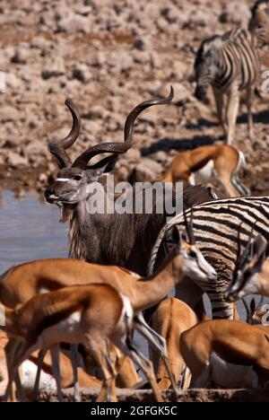 Male kudu antelope, springboks and zebras at Okaukuejo waterhole ...