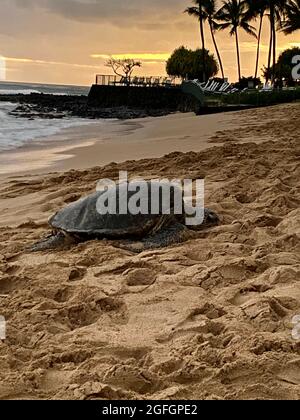 a Hawaiian green sea turtle or honu, Chelonia mydas, rests on the beach ...