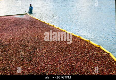 cranberry harvest in pine barrens New Jersey Stock Photo - Alamy