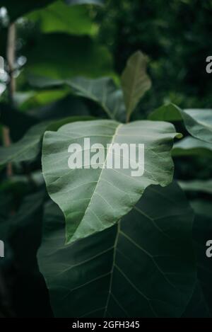 Close up Green Leaf of teak tree Stock Photo - Alamy