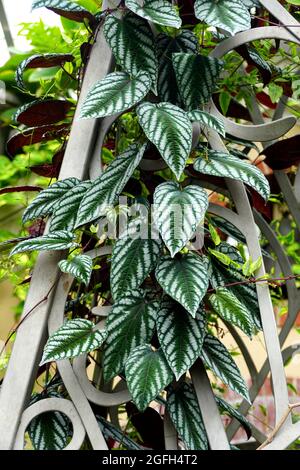 Beautiful climbing tropical plant of Cissus Discolor, also known as ...