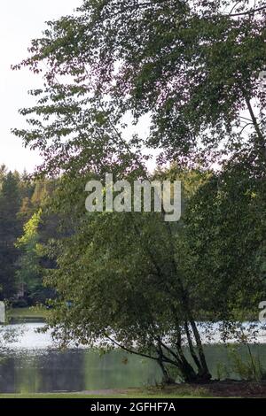 small lake behind a treeline in a local park on an overcast day Stock ...