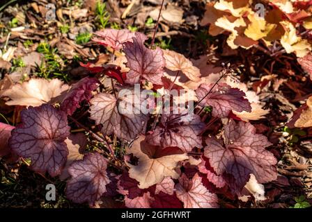 heuchera plants as very nice natural background Stock Photo - Alamy