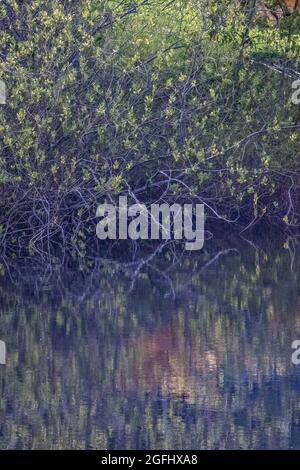 still surfaced water of a lake with thick bushes growing around it ...