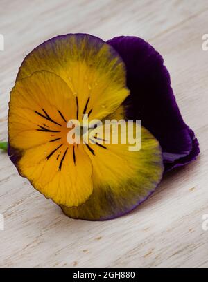 Spring background with pansy flower, violet, purple viola tricolor ...
