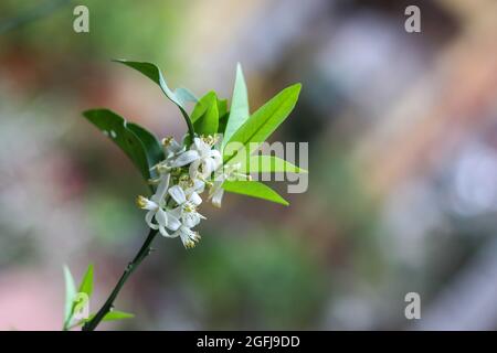 Blooming white flower on a grapefruit tree Citrus x paradisi in Naples ...