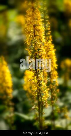 Vibrant Ligularia 'The Rocket’, leopard plant 'The Rocket’ in flower ...