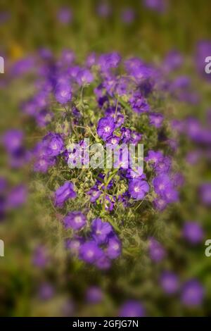 Geranium 'Orion', a spreading perennial, flowering in early autumn. UK ...