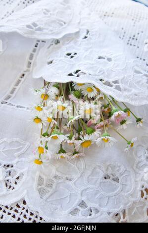 Summer season, the time for the collection of small daisy field Stock ...