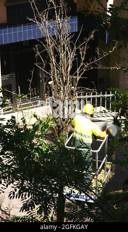 Worker pruning a tree in Barcelona, Catalunya, Spain, Europe Stock ...