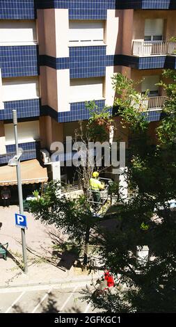 Worker pruning a tree in Barcelona, Catalunya, Spain, Europe Stock ...