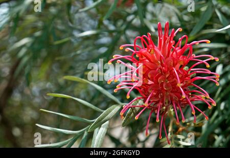 Grevillea, Spider flower, silky oak toothbrush plant Grevillea banksii ...