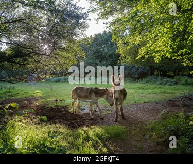 Donkey under a tree in the countryside Stock Photo - Alamy