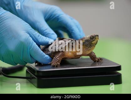 Keeper Daniel Kane with a big-headed turtle, during the annual weigh-in ...