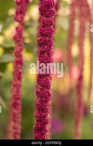 Love lies bleeding amaranthus with creamy green background bokeh Stock ...