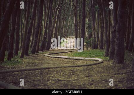 Central Asian countries, the forests of Turkmenistan Stock Photo - Alamy
