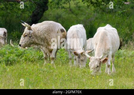 Chillingham wild cattle. Northumberland. England Stock Photo - Alamy