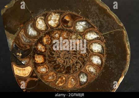 The Extinct family of Ammonites were closely related to the modern ...