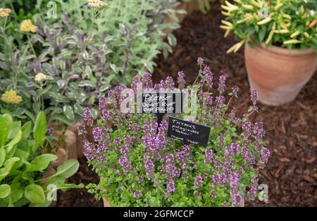 Plant pot with a Thymus pulegioides Tabor plant isolated on white ...