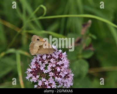 A closeup of a meadow brown (Maniola jurtina) butterfly Stock Photo - Alamy