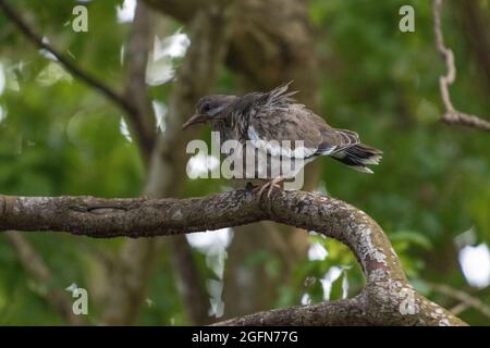 Closeup shot of a fluffy true thrush bird on a pole Stock Photo - Alamy