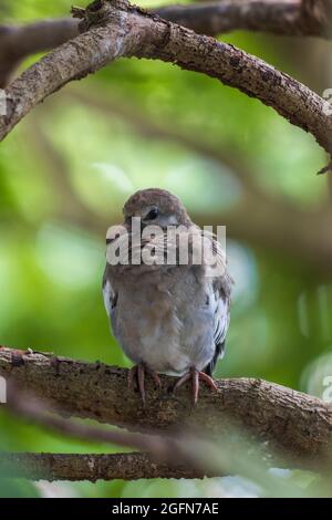 Closeup shot of a fluffy true thrush bird on a pole Stock Photo - Alamy