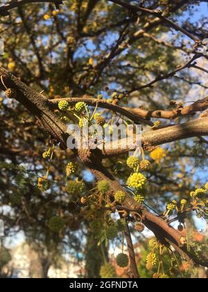 yellow flowers of a caven acacia. Vachellia caven. Espinillo Stock ...