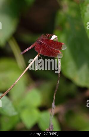 Russet Percher (Neurothemis fulvia Stock Photo - Alamy