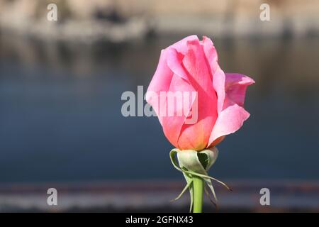 egyptian pink rose, aswan, egypt Stock Photo - Alamy