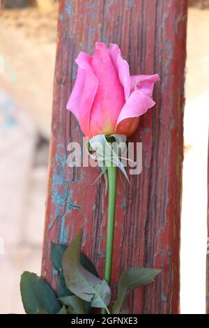 egyptian pink rose, aswan, egypt Stock Photo - Alamy