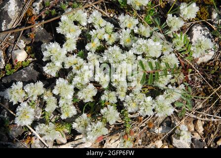 Nelkengewächse, Paronychia cephalotes, ezüstvirág, Hungary ...