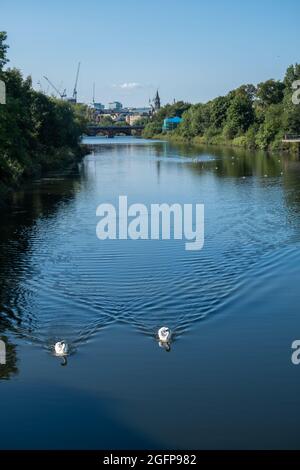 Glasgow, Scotland, UK. 26th August, 2021. UK Weather. Cygnets on the ...