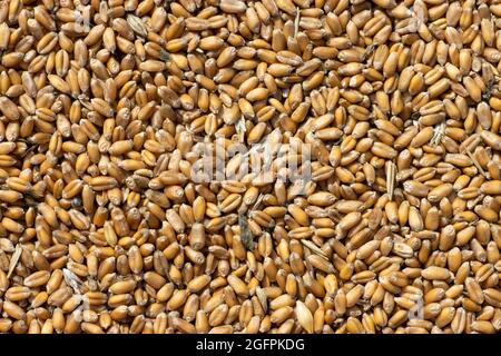 Uncleaned unsorted grain with debris after being harvested by a combine ...