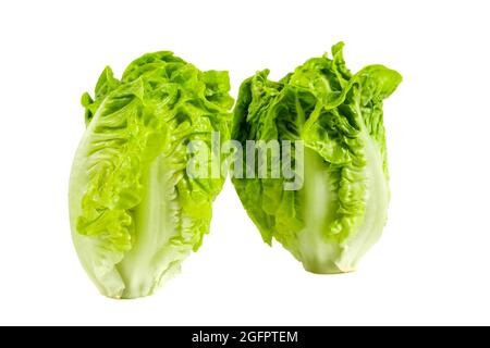 Baby Cos lettuce isolated on white background Stock Photo - Alamy